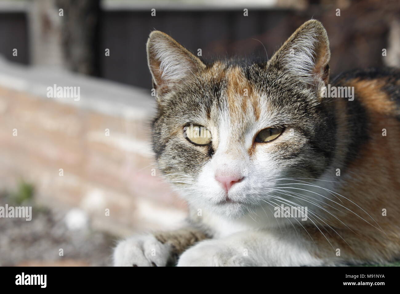 Alley cat hi-res stock photography and images - Alamy