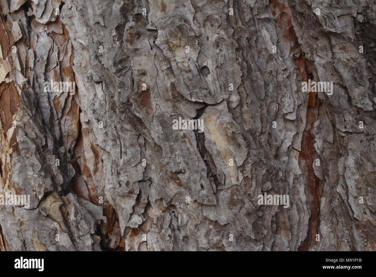 Texture of light and dark bark hi-res stock photography and images - Alamy