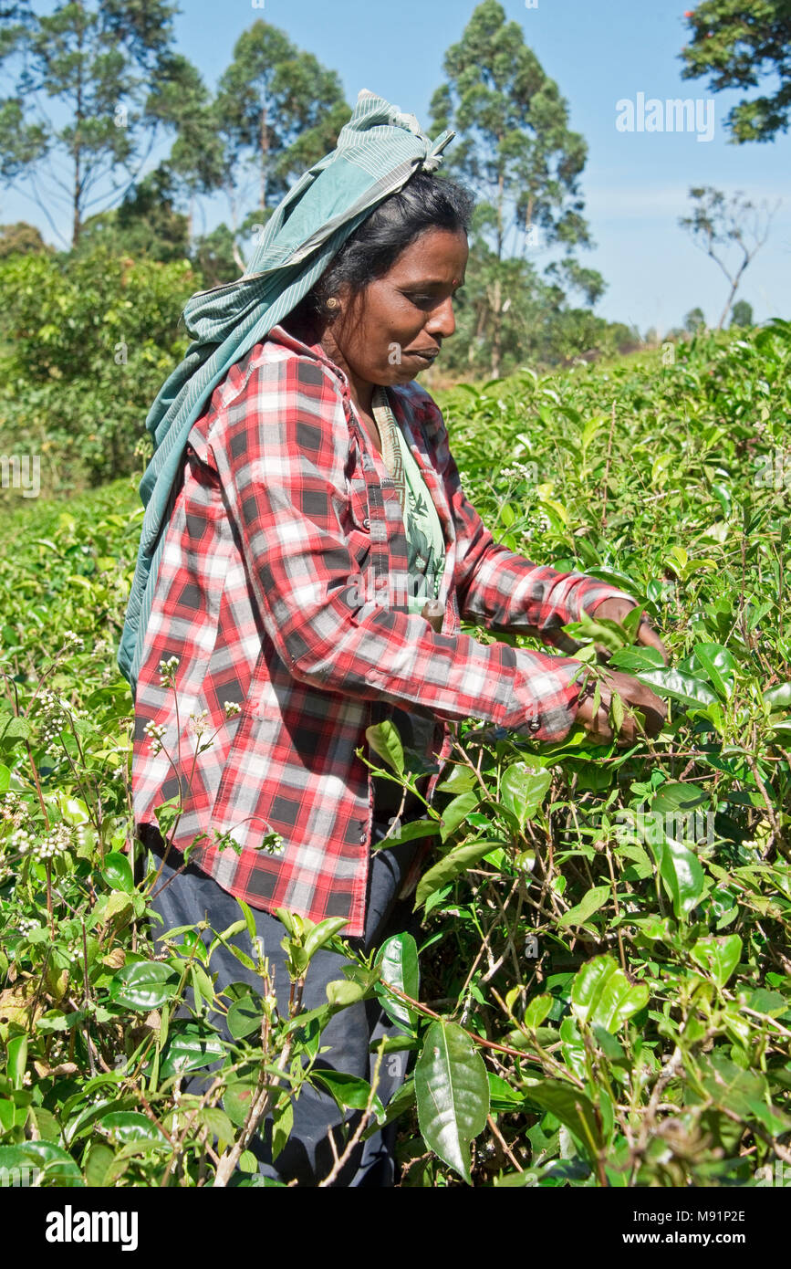 Female tea picker hi-res stock photography and images - Alamy