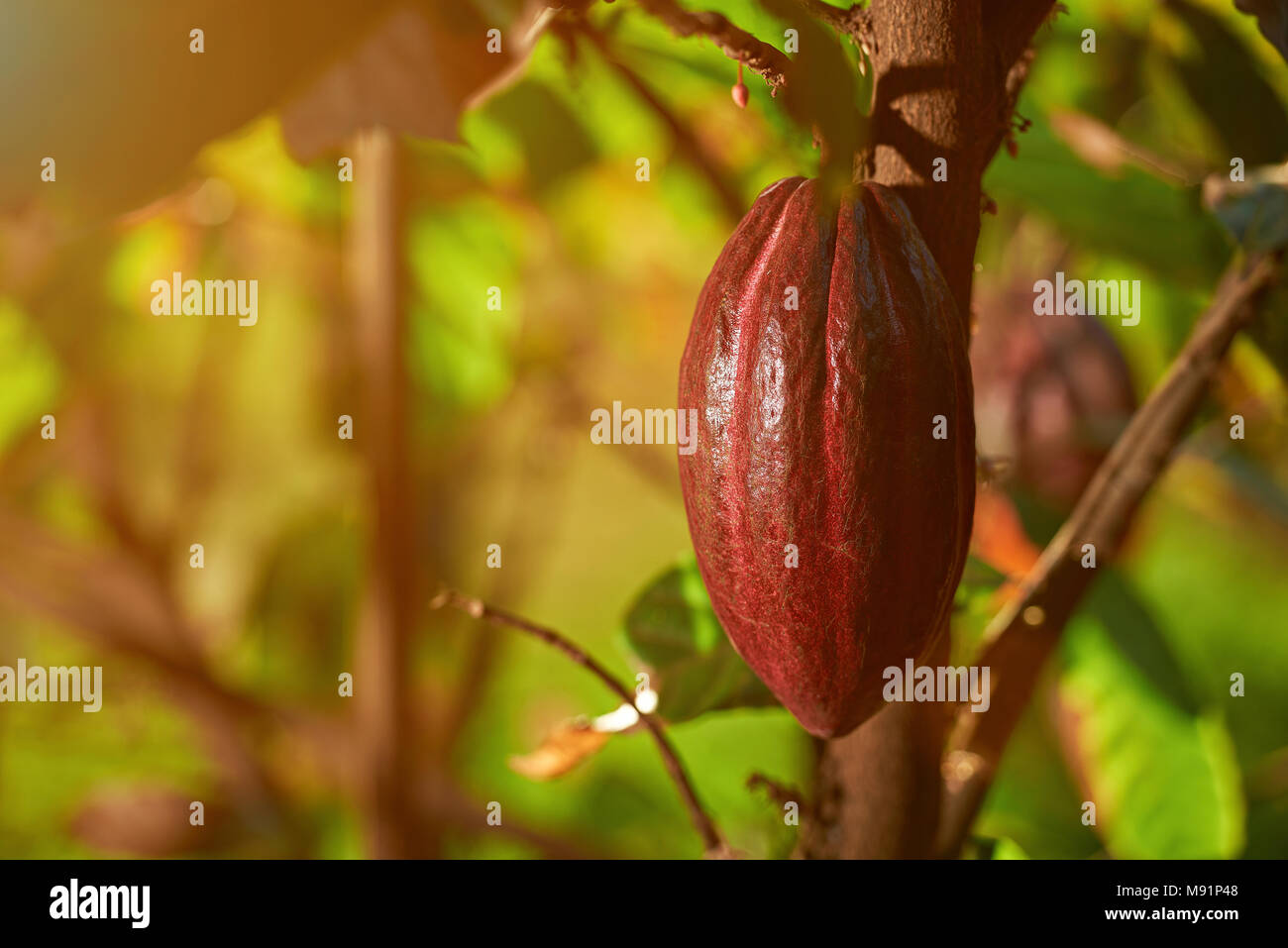 Cocoa pods harvesting in hi-res stock photography and images - Alamy