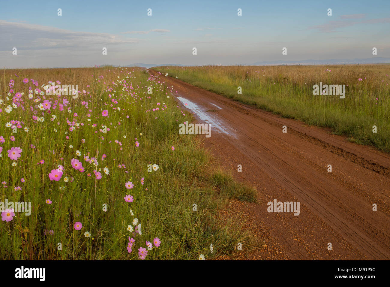 Rural African landscape of the Gauteng Province of South Africa with ...