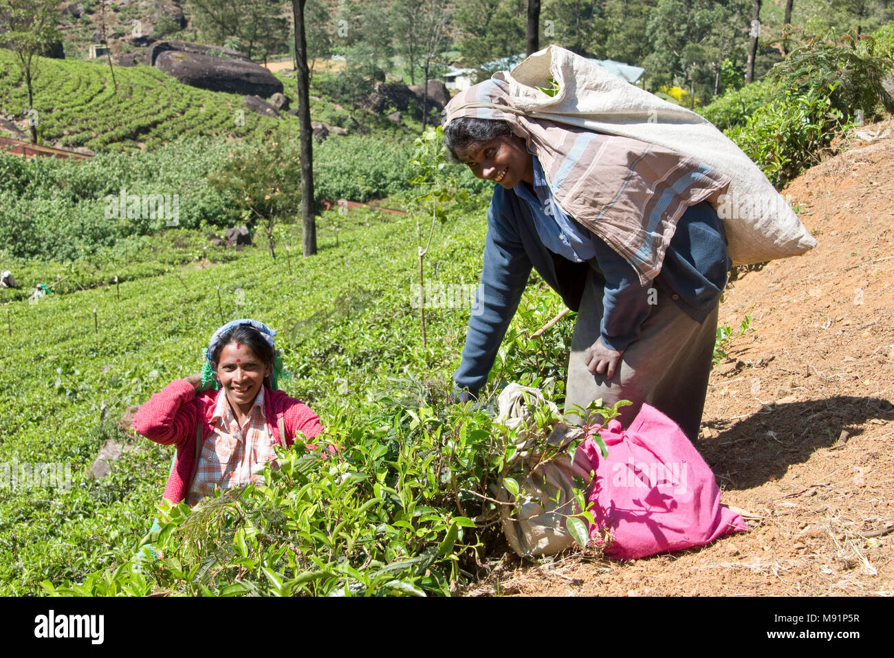 Female tea pickers hi-res stock photography and images - Alamy