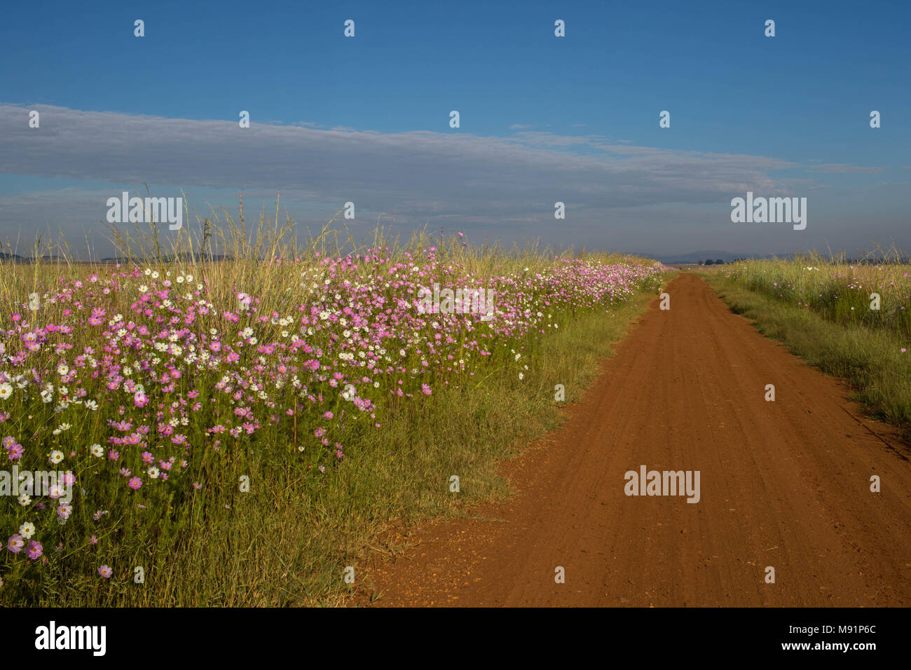 Rural African landscape of the Gauteng Province of South Africa with ...