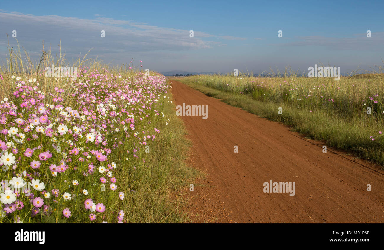 Rural african landscape gauteng hi-res stock photography and images - Alamy