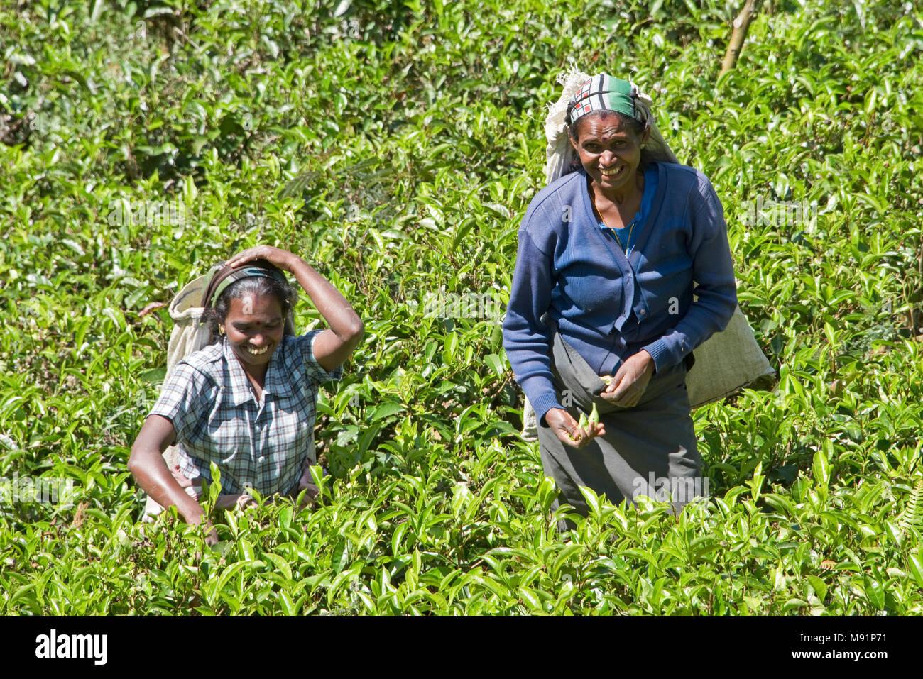 2 friendly happy smiling local tea pickers near Nuwaraeliya Nuwara ...