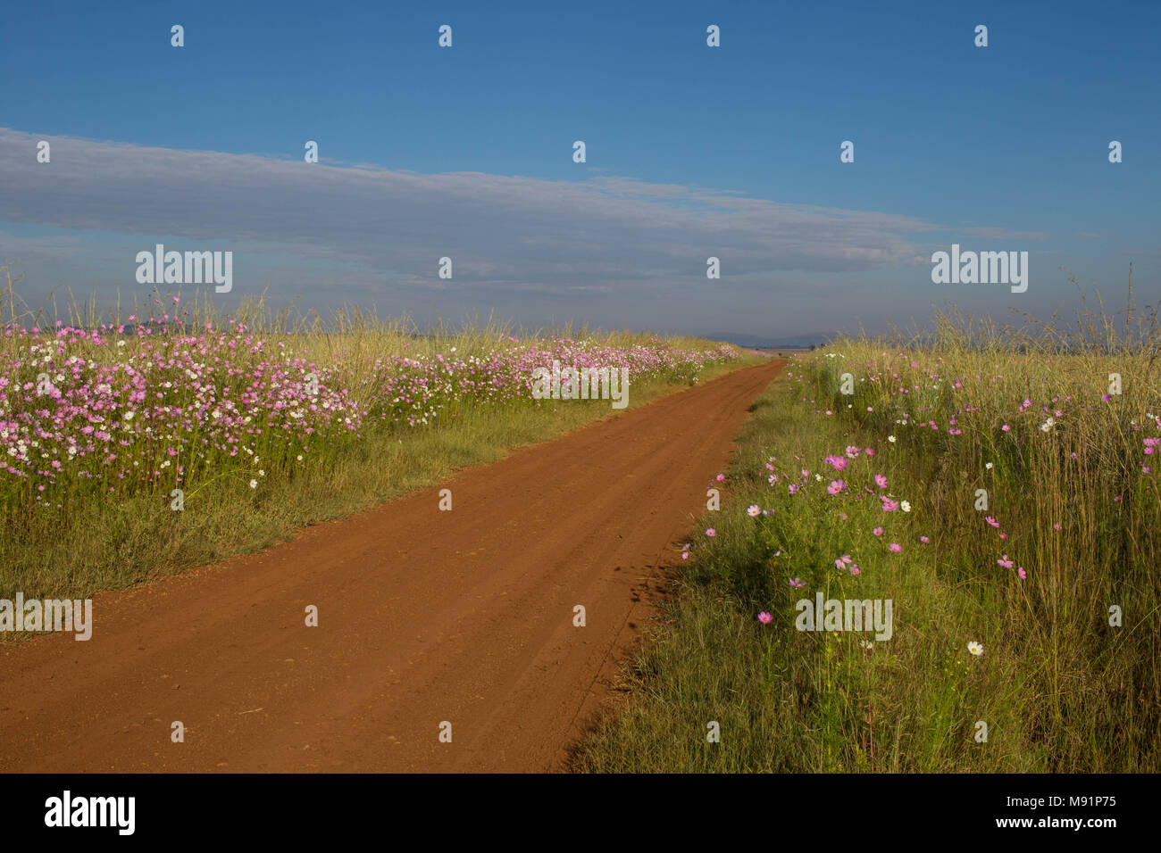 Rural african landscape gauteng hi-res stock photography and images - Alamy