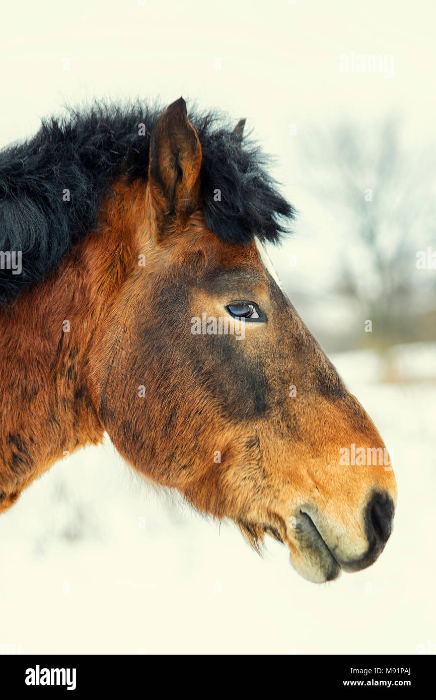 Decorative portrait beautiful horse hi-res stock photography and images ...