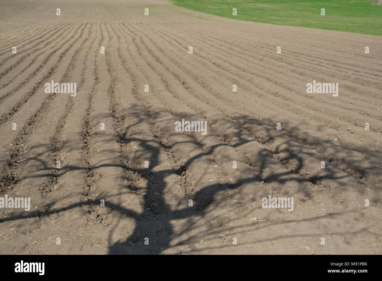 Potato field texture hi-res stock photography and images - Alamy
