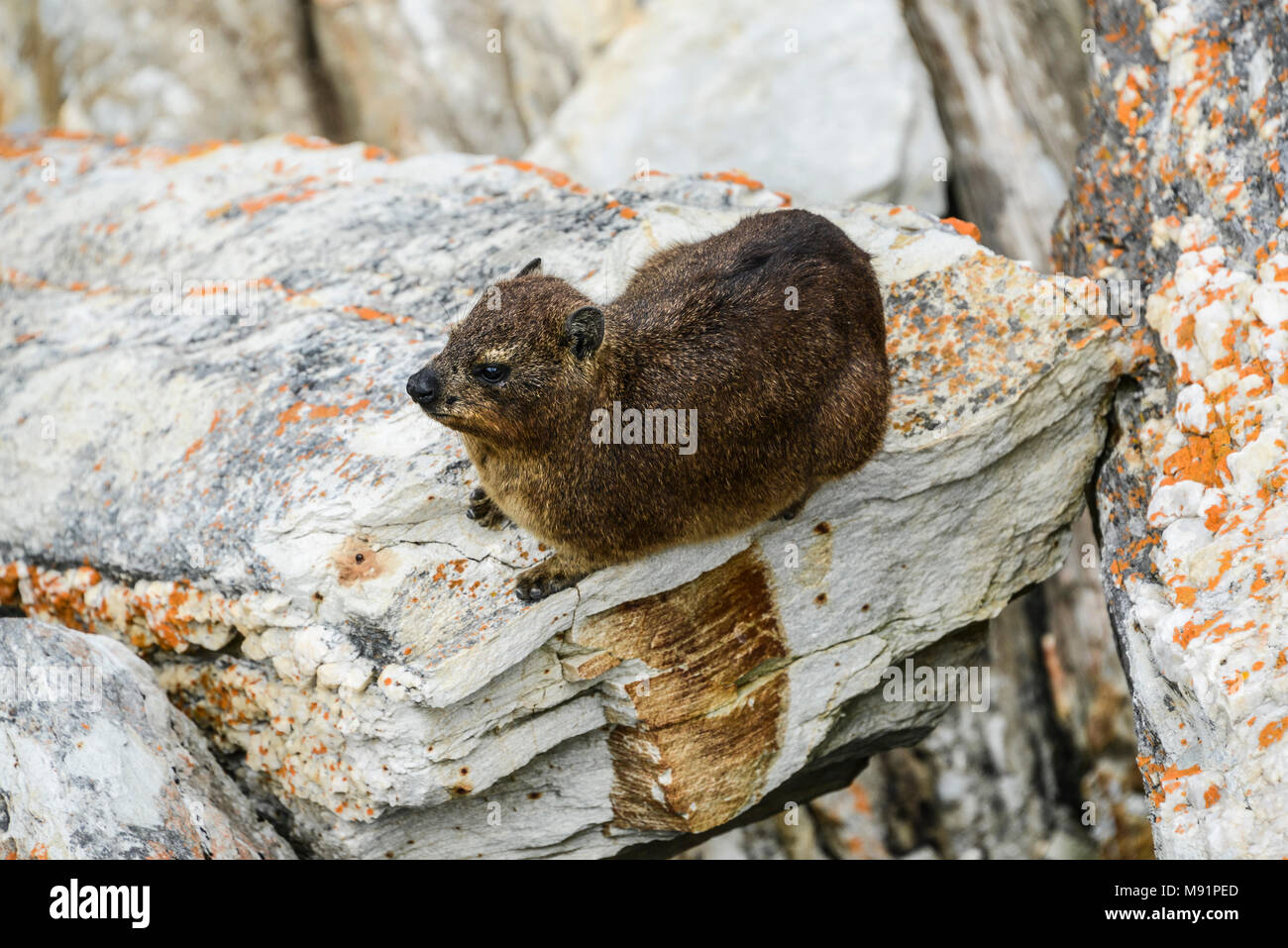 Dassie trail south africa hi-res stock photography and images - Alamy