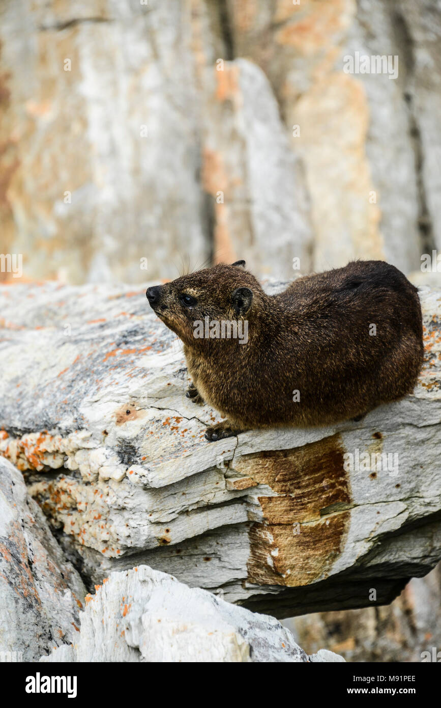 Hyrax mouth hi-res stock photography and images - Alamy