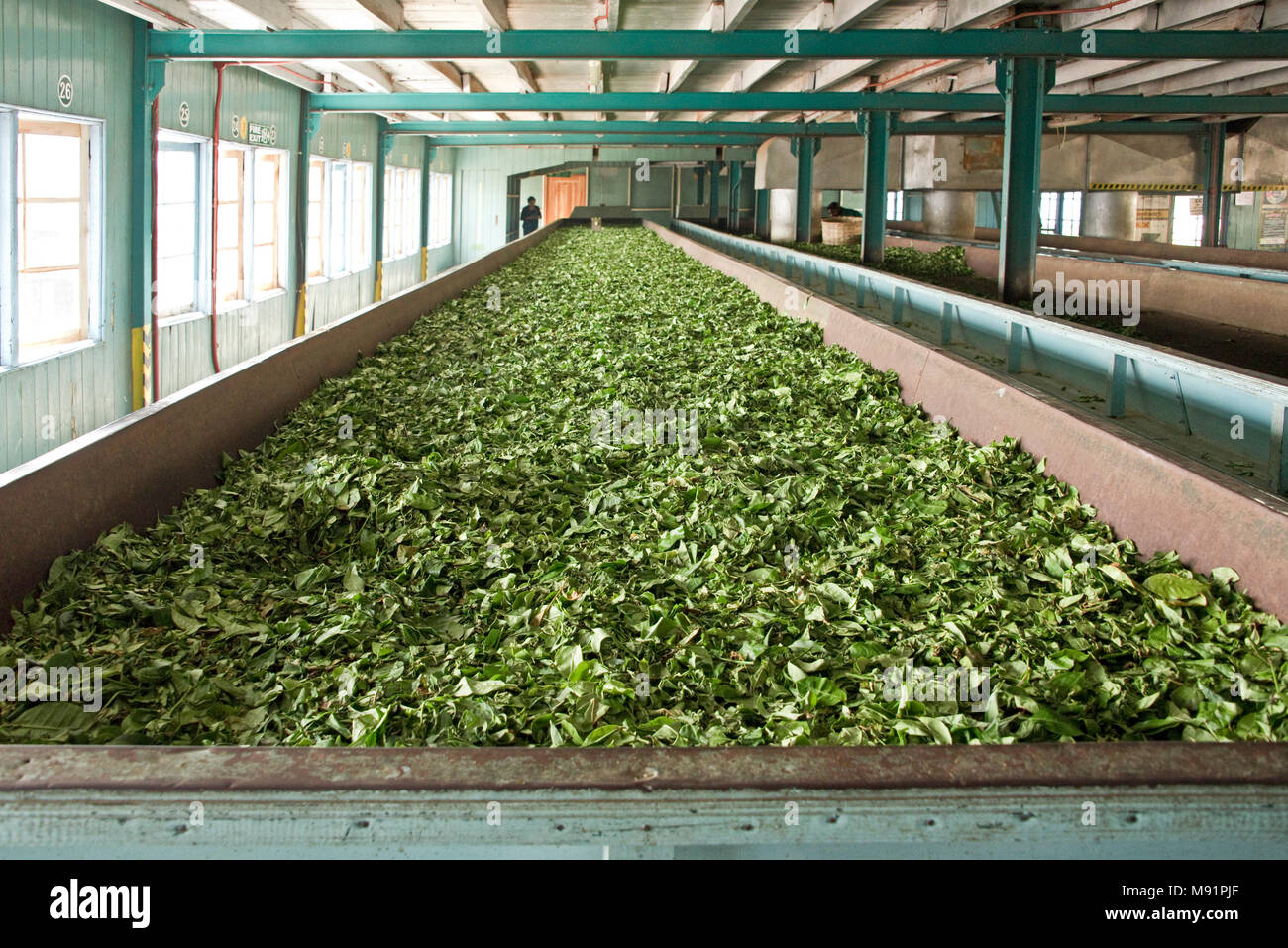 The Glenloch Tea Plantation Factory, leaf particles are spread out in a ...