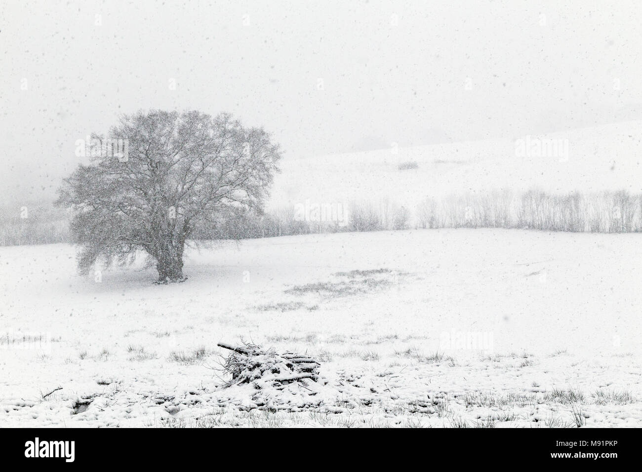 snowstorm near Dunsford Devon, snow blast, snow squall white-out ...