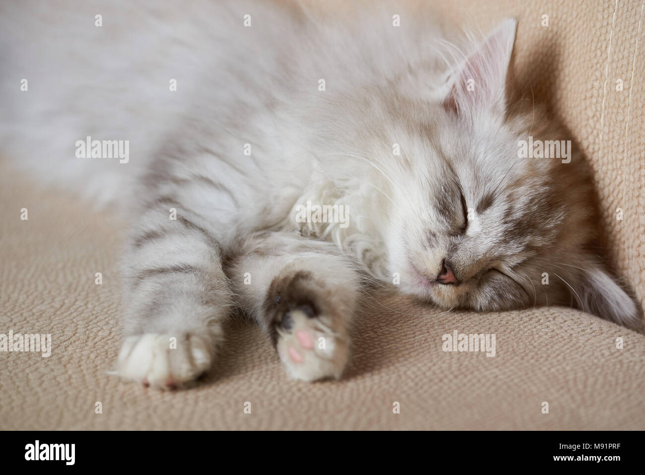 Fluffy gray cute kitty sleep on sofa close up. Adorable cat sleeping ...