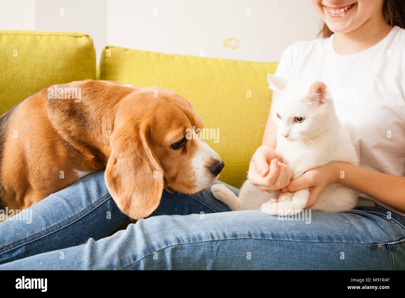 dog is trying to make a friend Stock Photo - Alamy