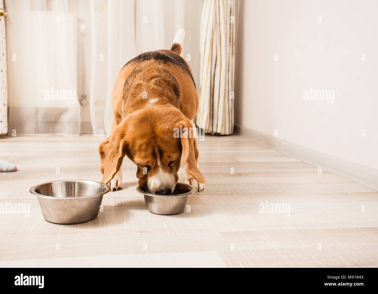 the dog is eating Stock Photo - Alamy