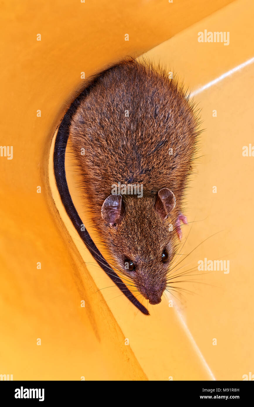One trapped mouse hi-res stock photography and images - Alamy