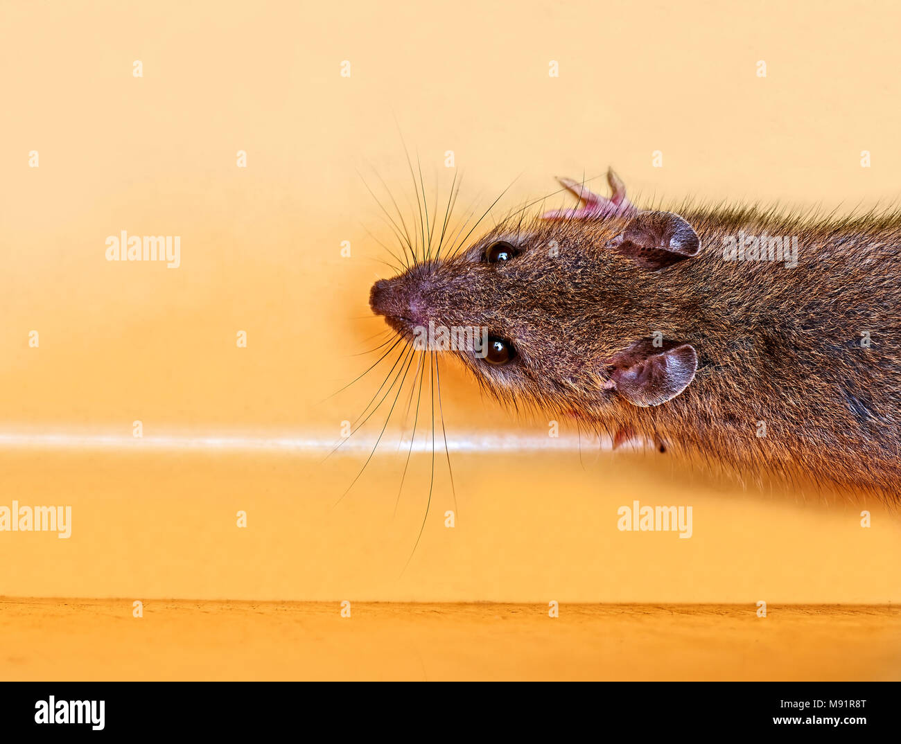 One trapped mouse hi-res stock photography and images - Alamy
