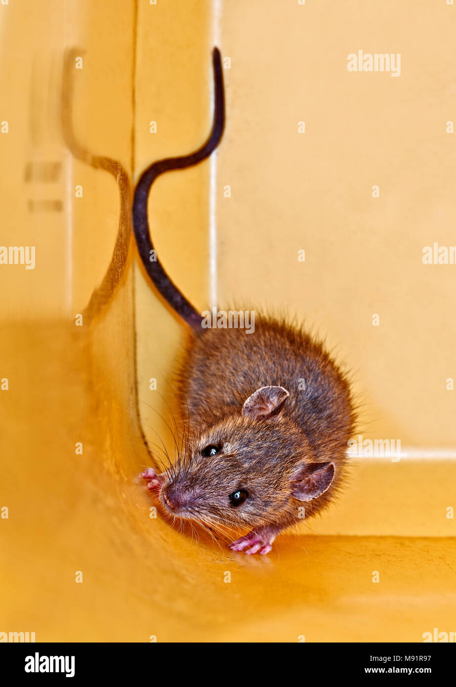 Trapped in box hi-res stock photography and images - Alamy