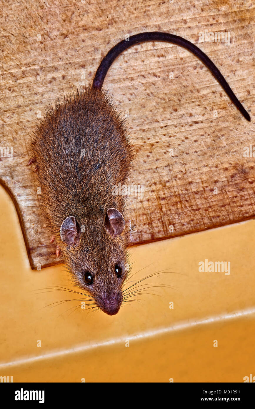 Mouse cheese board hi-res stock photography and images - Alamy