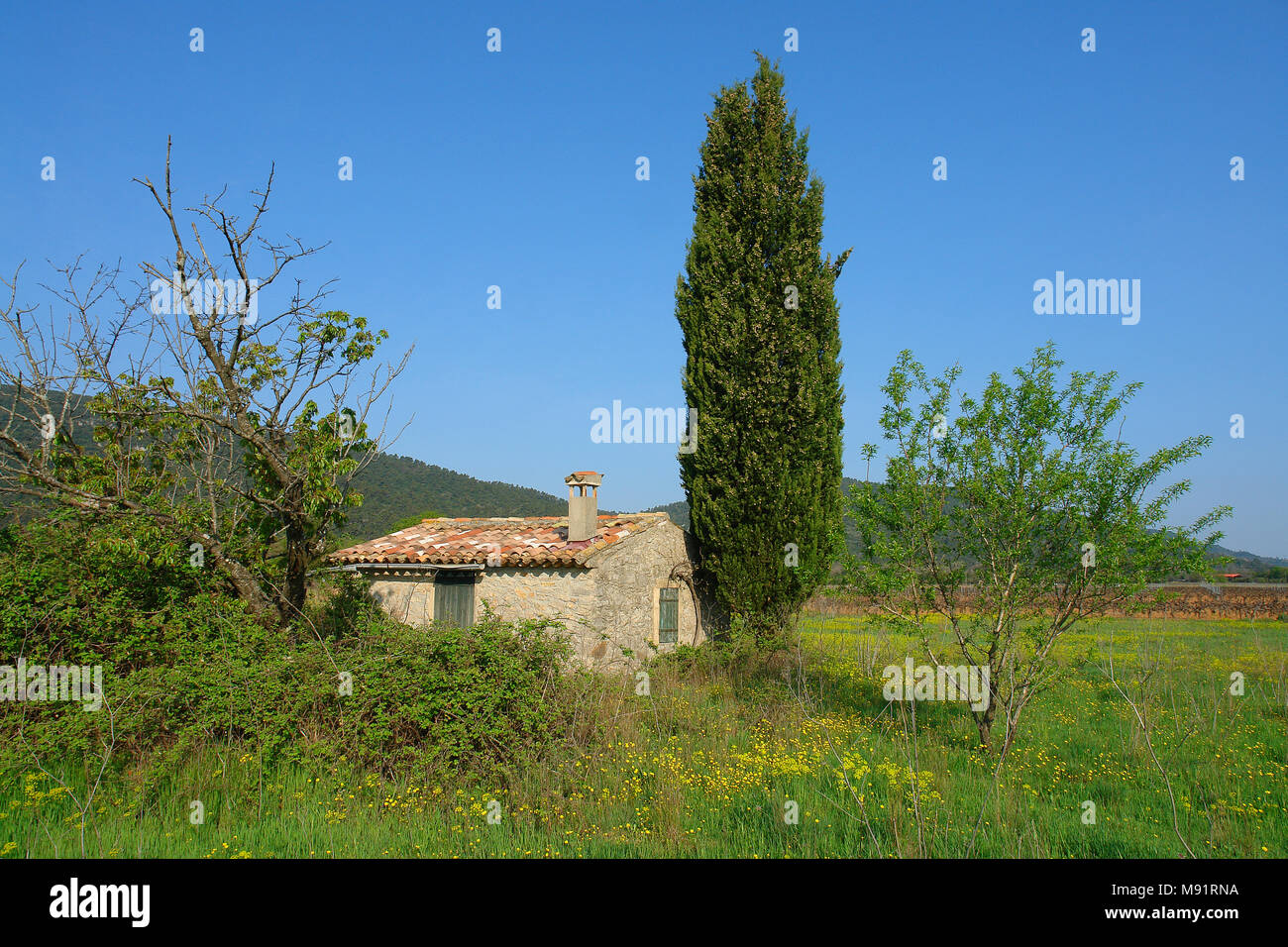 Flowers and cypress provence hi-res stock photography and images - Alamy