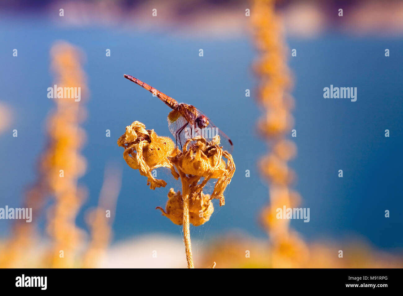 Dragonfly on web hi-res stock photography and images - Alamy