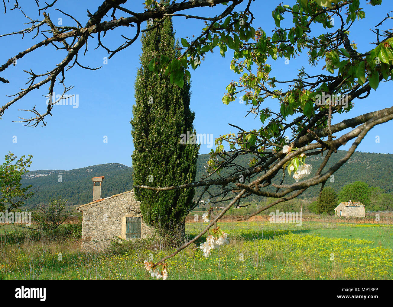 Flowers and cypress provence hi-res stock photography and images - Alamy