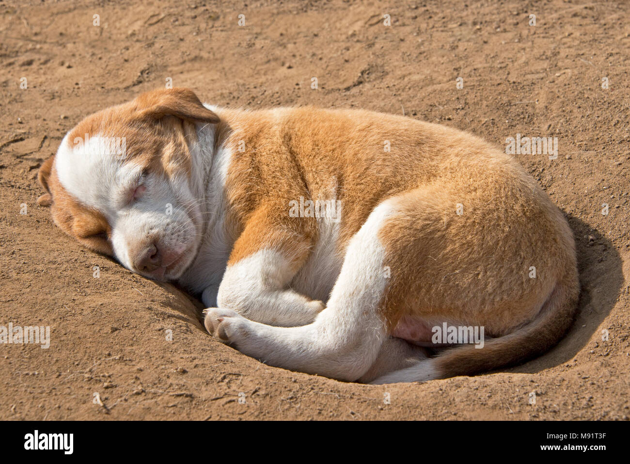 A cute mongrel puppy lying asleep curled up in a shallow ditch in the ...