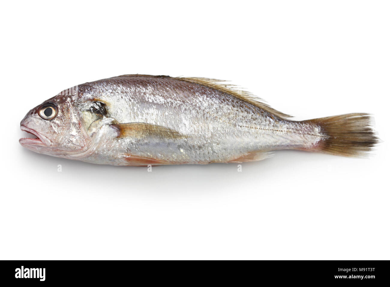 Croaker fish hi-res stock photography and images - Alamy