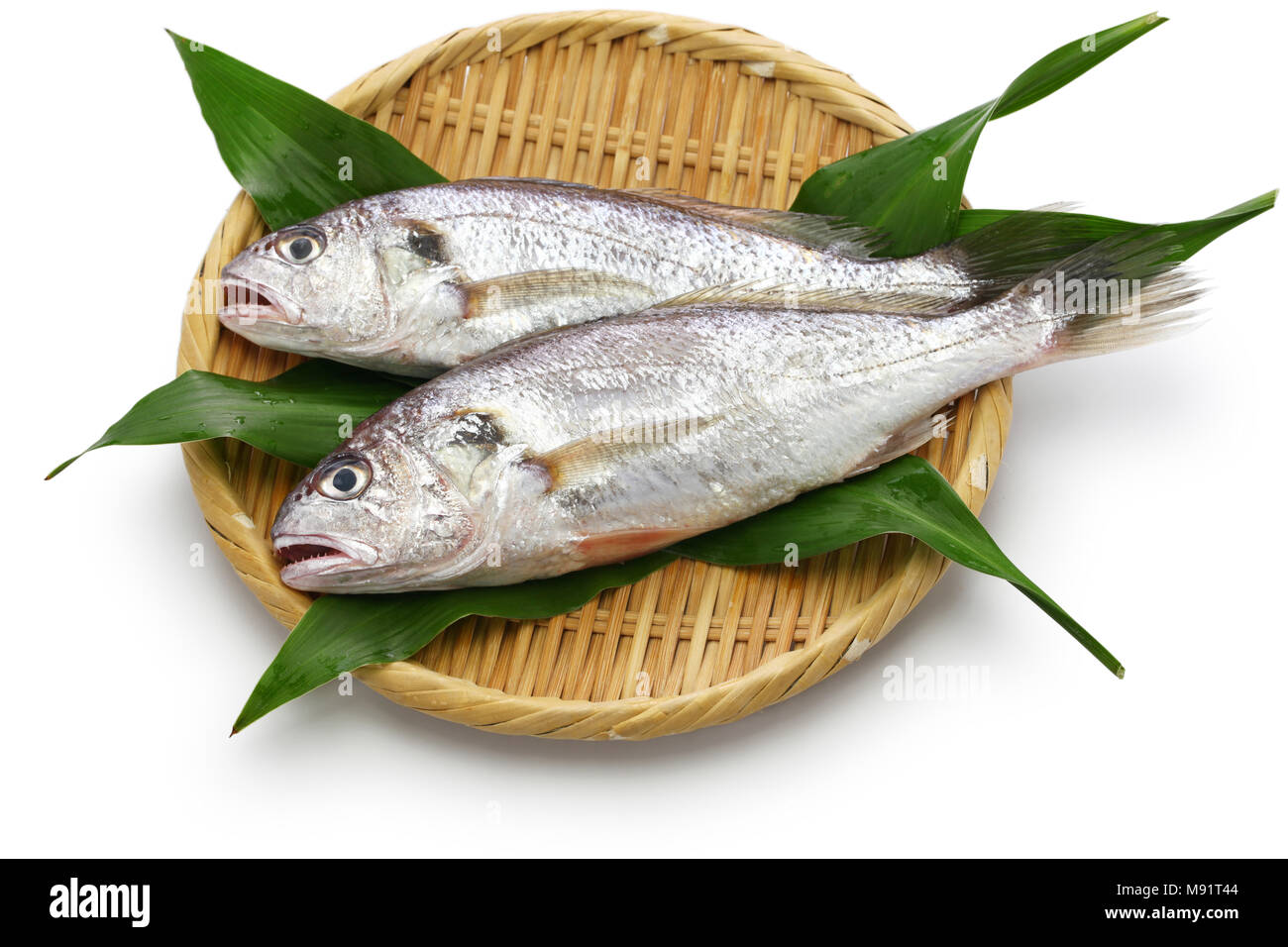 Croaker fish hi-res stock photography and images - Alamy