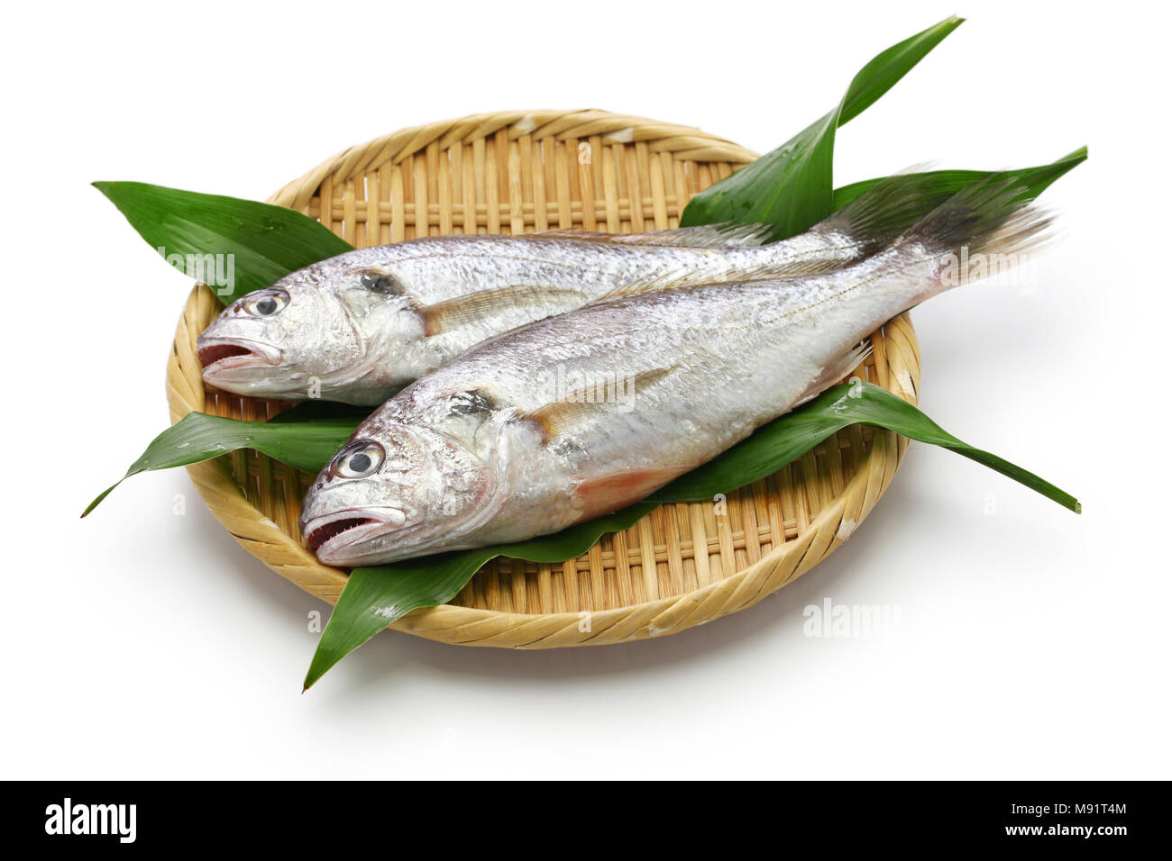 Silver croaker hi-res stock photography and images - Alamy