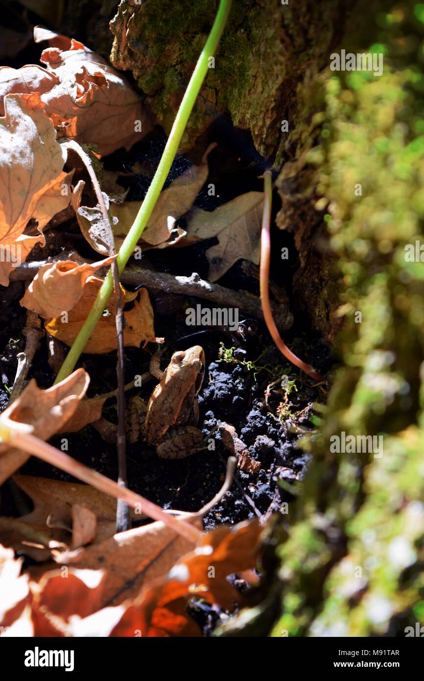 A frog hides amongst the the fallen leaves of fall Stock Photo - Alamy