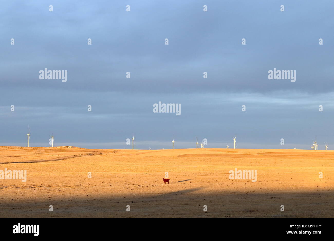 Farmland with a cow grazing on meadows and view of huge wind turbines ...