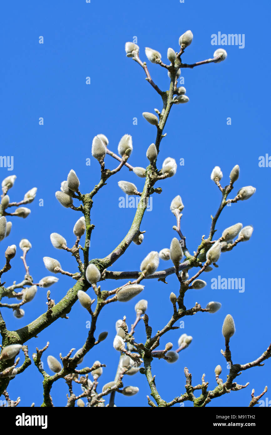 Magnolia tree winter hi-res stock photography and images - Alamy