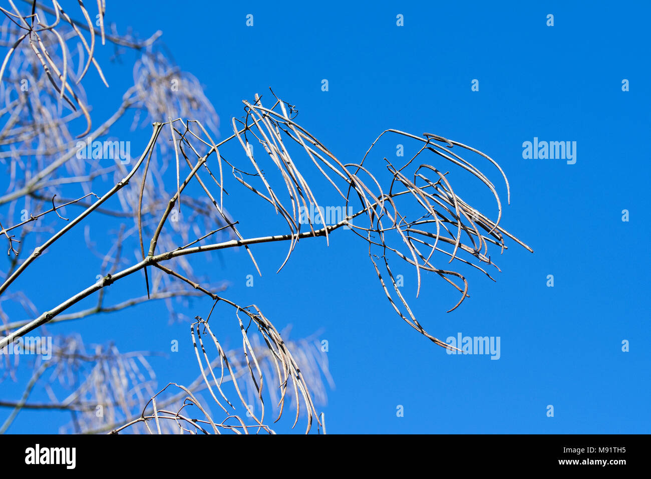 Yellow catalpa / Chinese catalpa (Catalpa ovata), pod-bearing tree ...