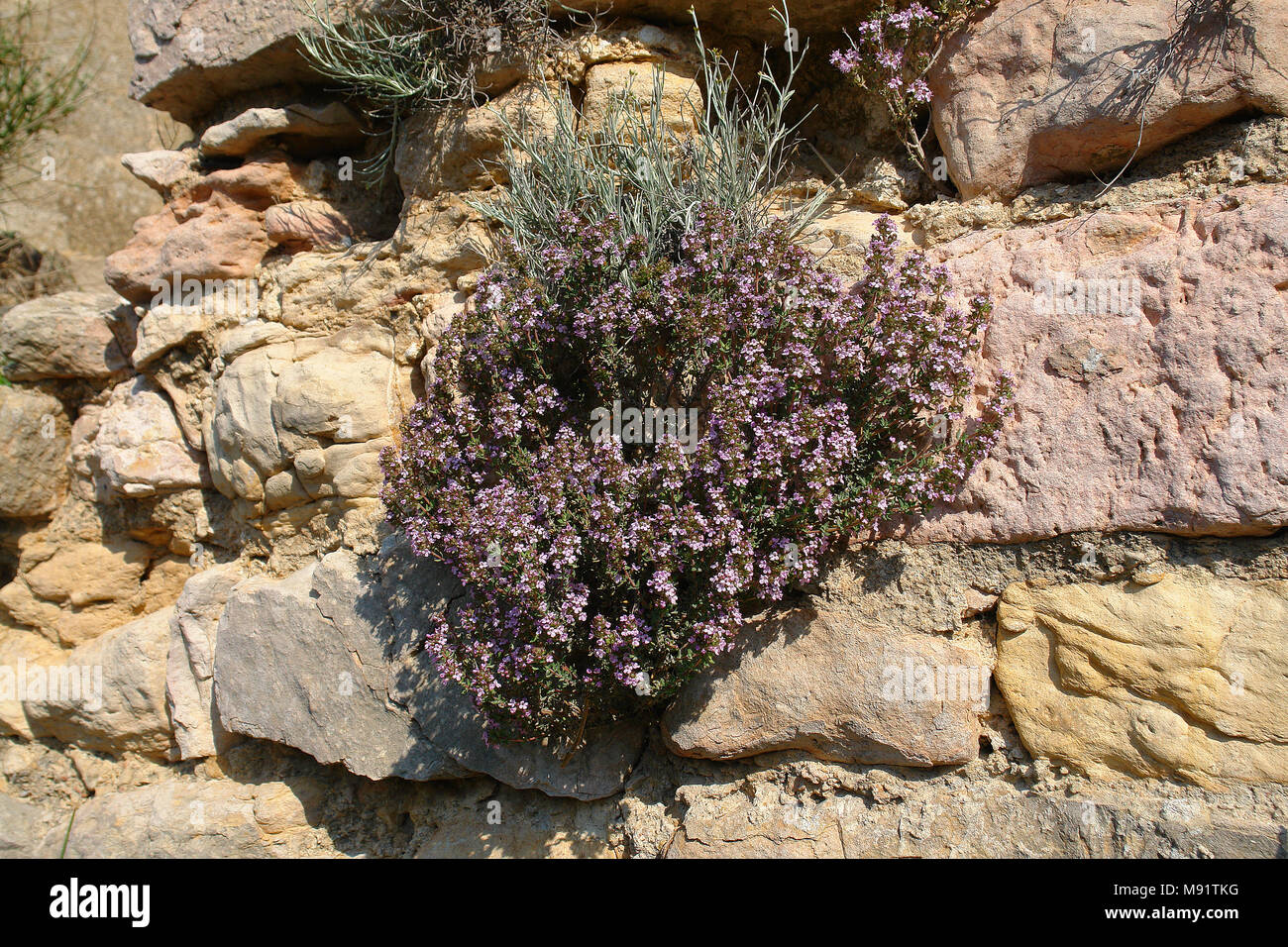 Flowers of thyme Stock Photo - Alamy