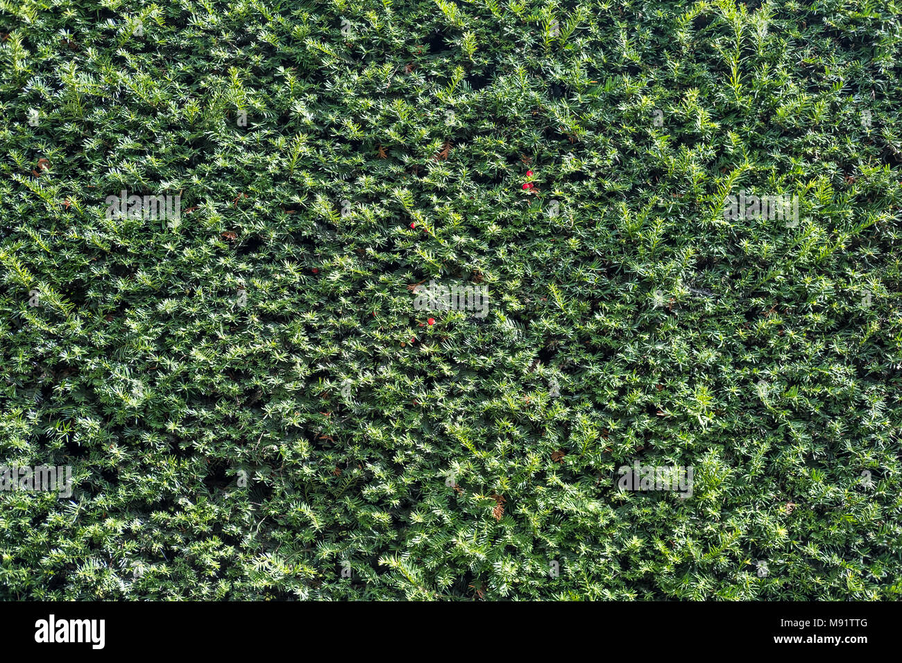Green Leaves, Plant texture background Stock Photo - Alamy