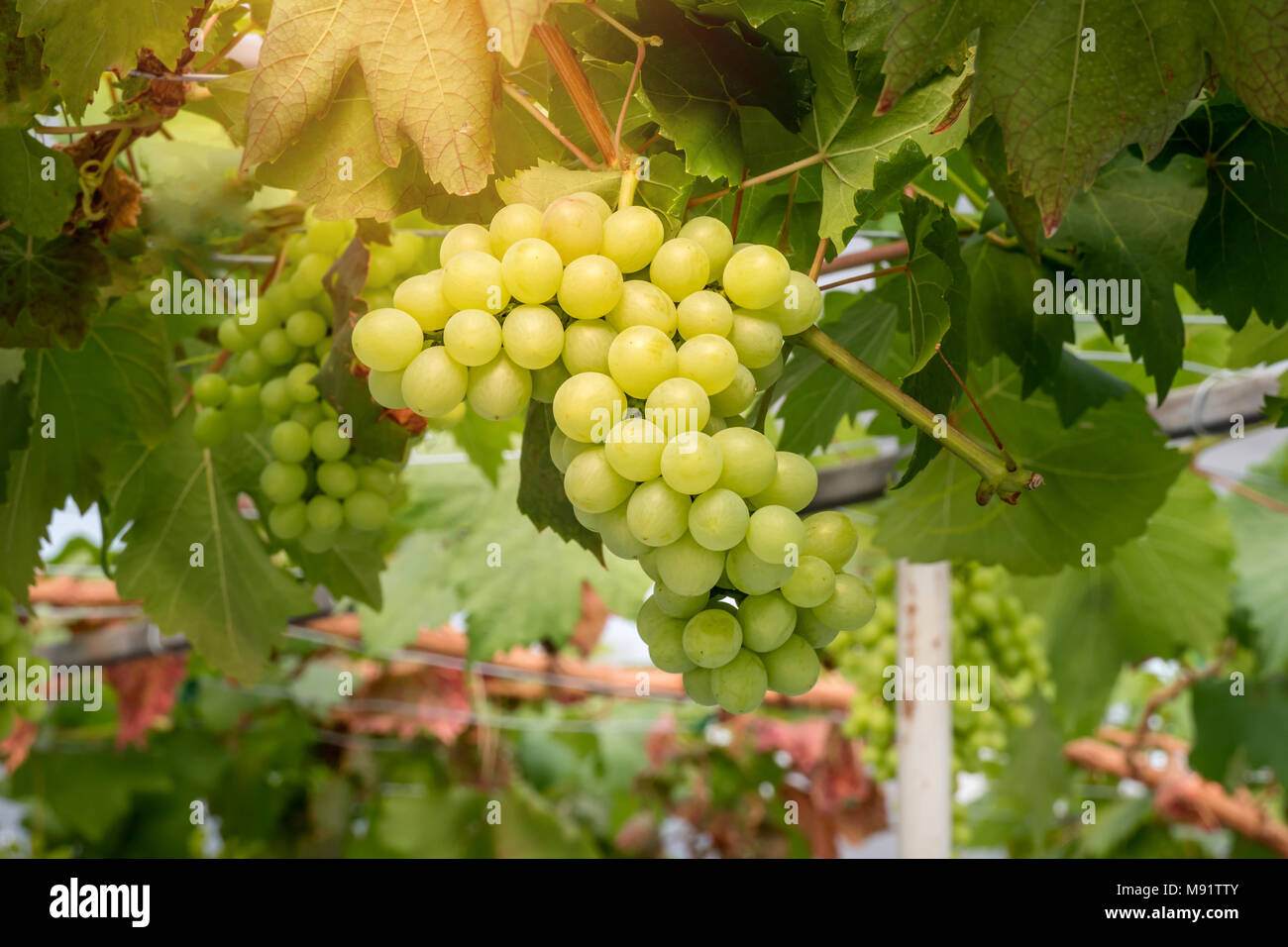 Bunches of Fresh Grapes Hanging from the vineyard Stock Photo - Alamy