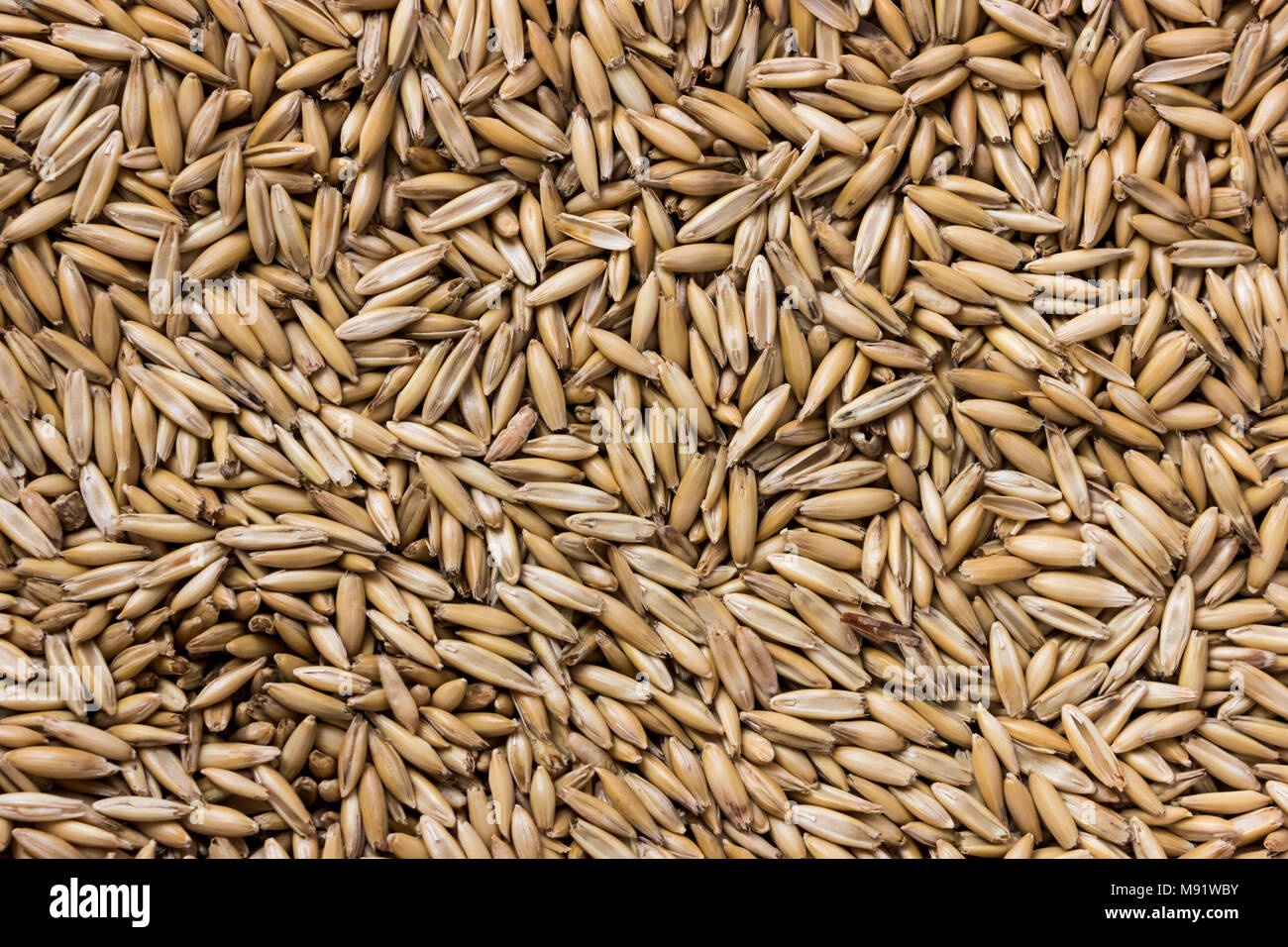 Oats seeds hi-res stock photography and images - Alamy