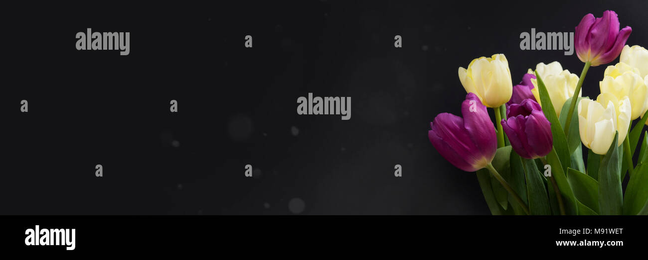 Tulip flowers on the black background. Header for you design Stock ...