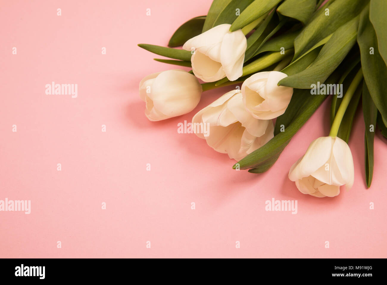 Bouquet of tulip flowers on the paper background Stock Photo - Alamy