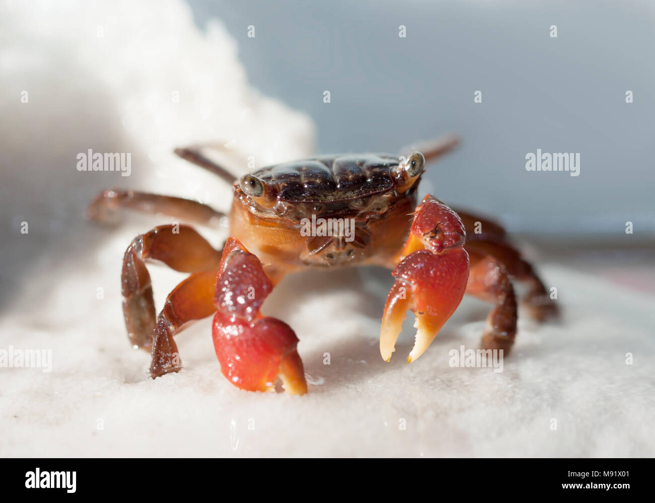 Red crab standing on white wet sand Stock Photo - Alamy