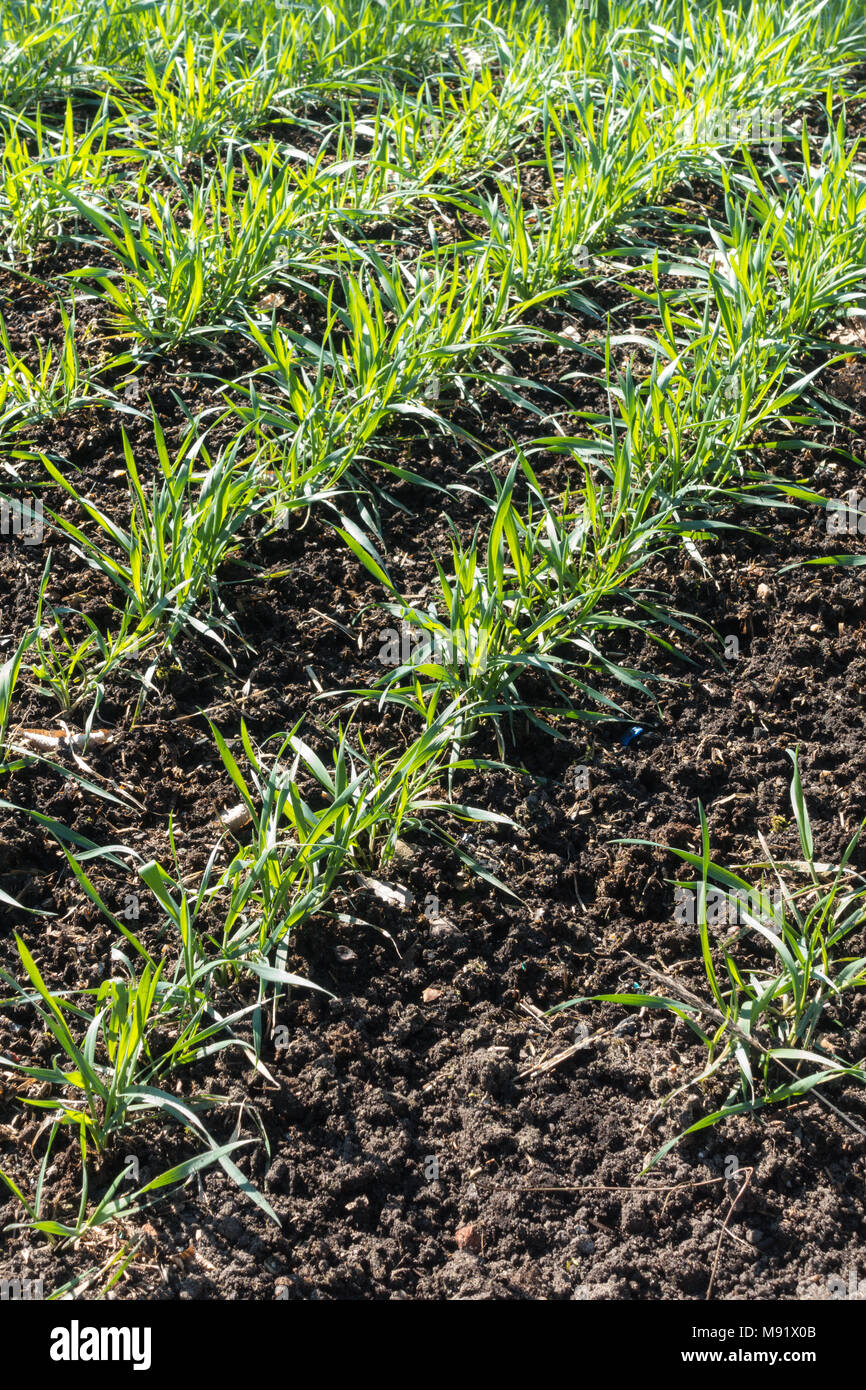 A few rows of young wheat growing a few inches above ground on a ...
