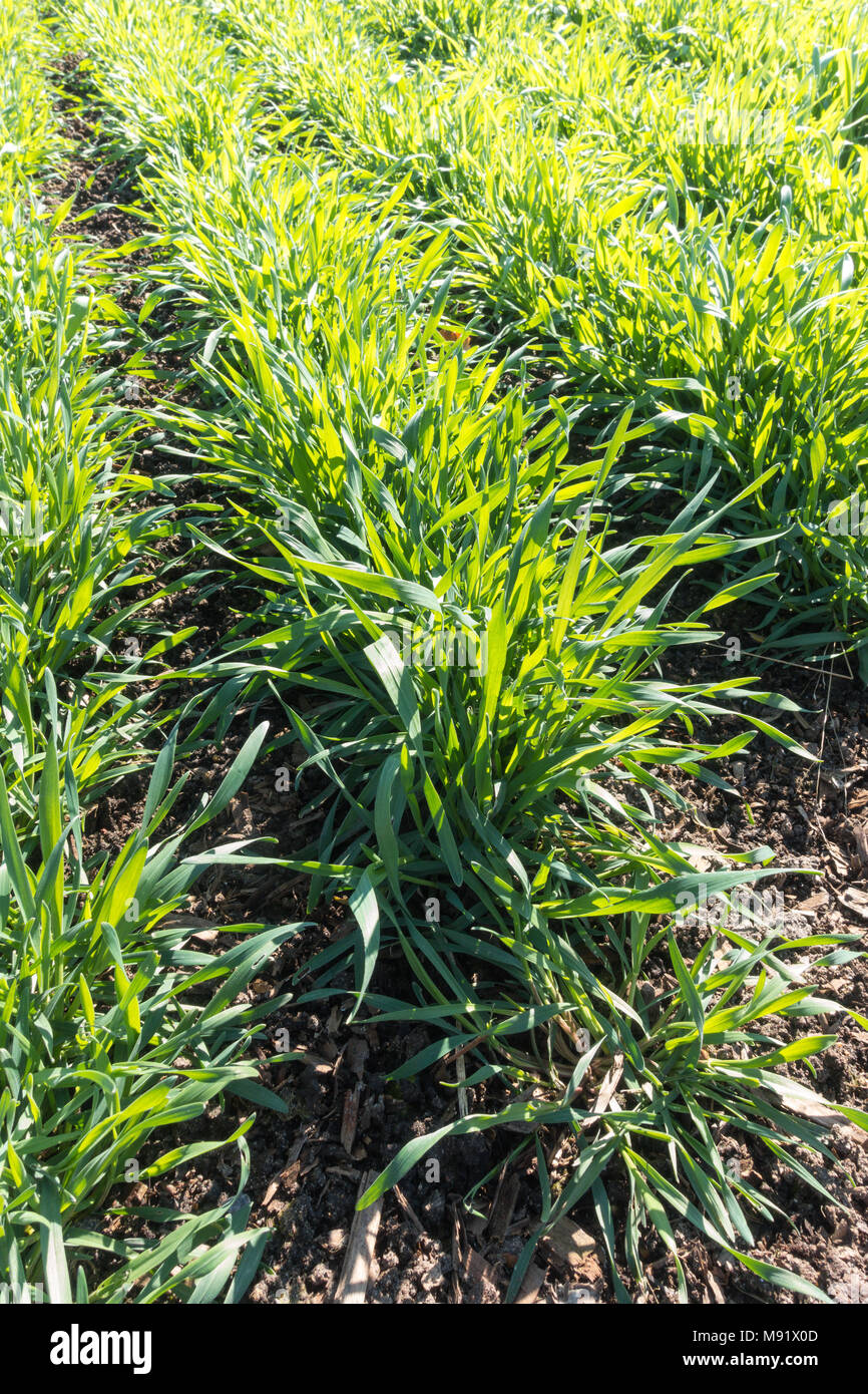 Winter rye field hi-res stock photography and images - Alamy