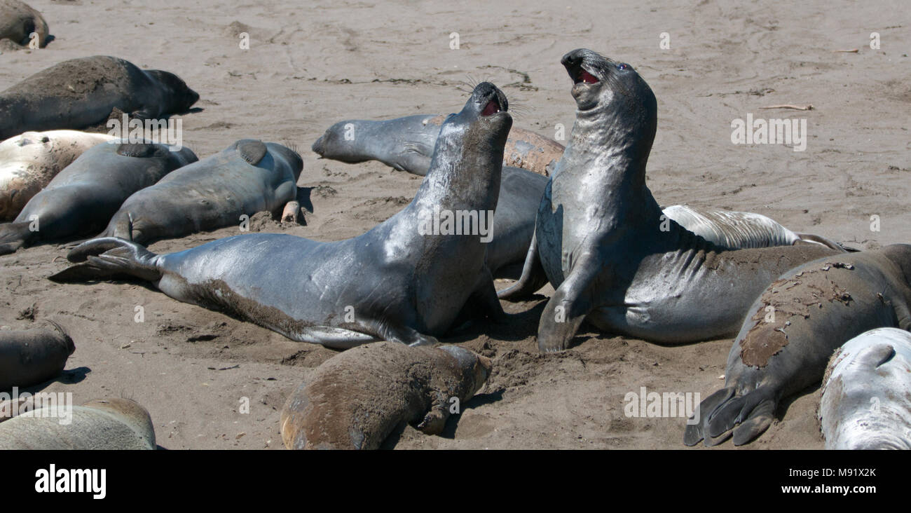 Northern Elephant Seals fighting at the Piedras Blancas Elephant seal ...
