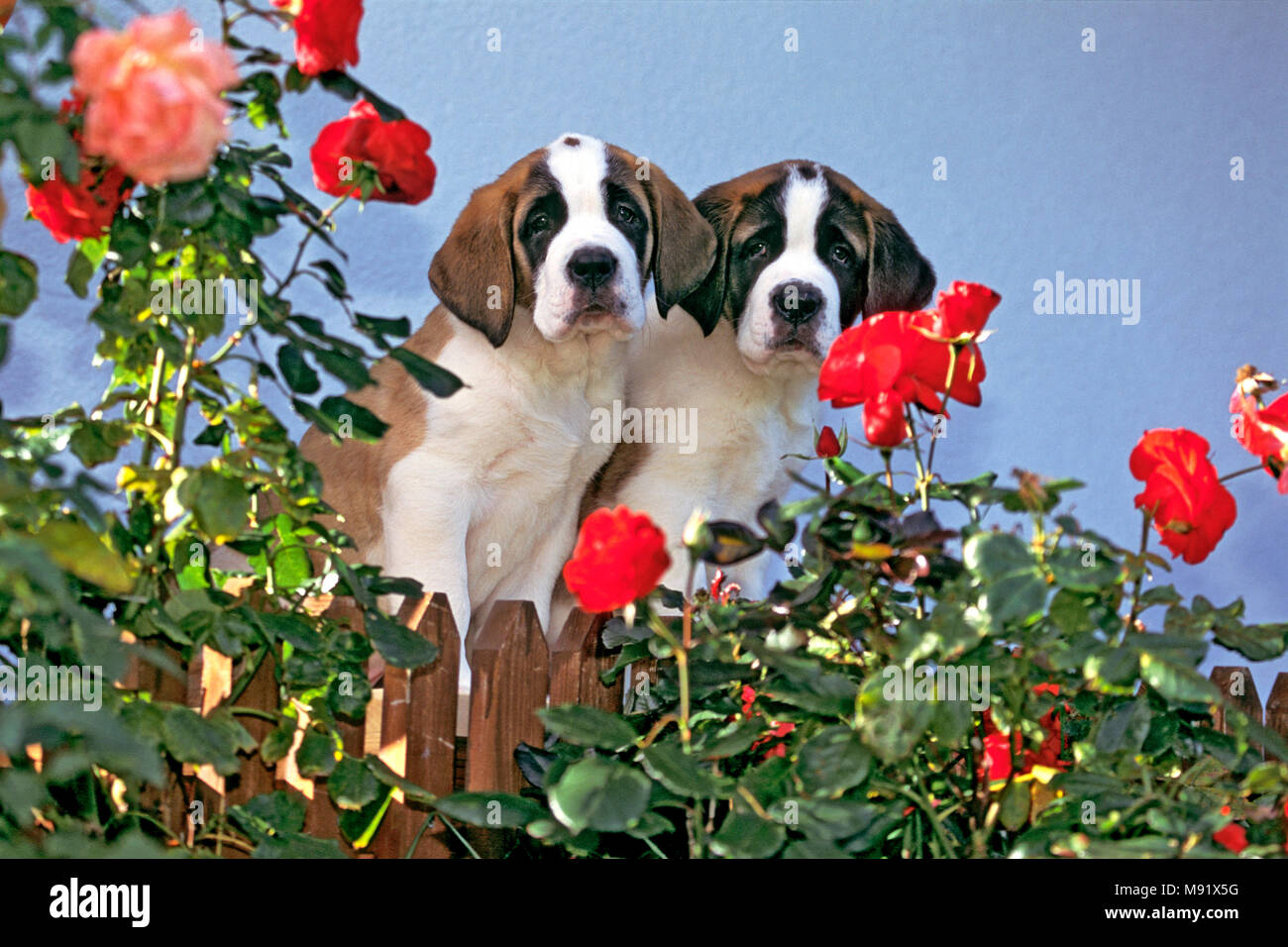 Saint bernards hi-res stock photography and images - Alamy