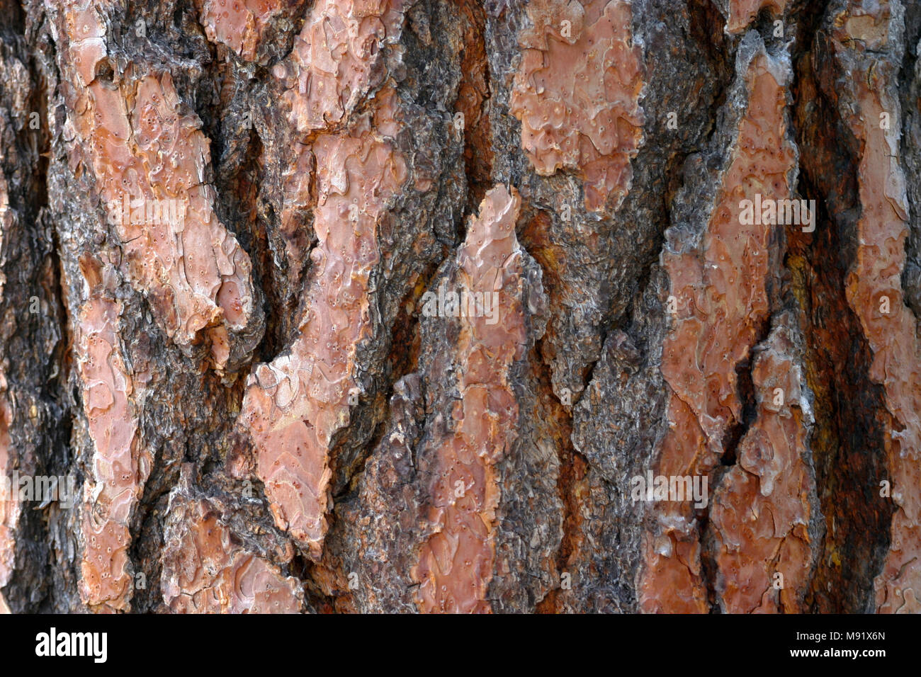 Close up background of an old pine tree, showing the rough bark Stock ...