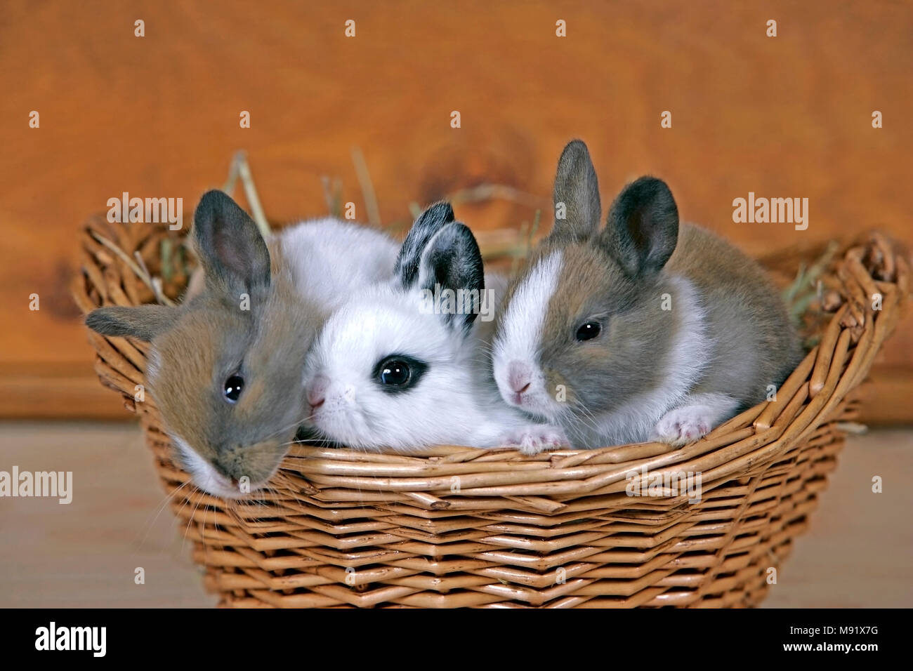 Three Baby Rabbits, domestic, few week old, together in willow basket ...