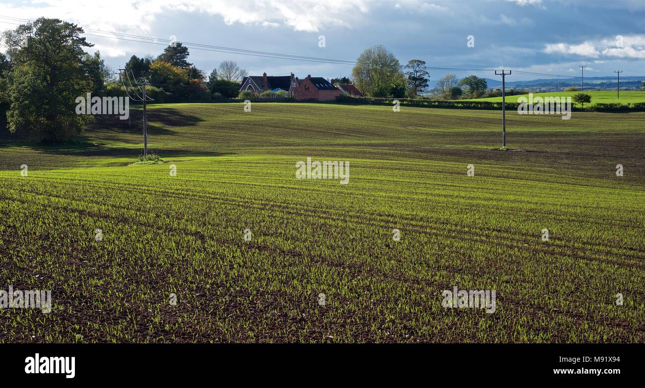 Beautiful rural Shropshire green fields with arable crops just emerging ...