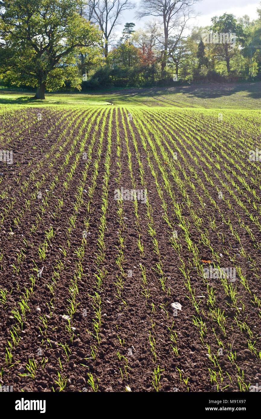 Beautiful rural Shropshire green fields with arable crops just emerging ...