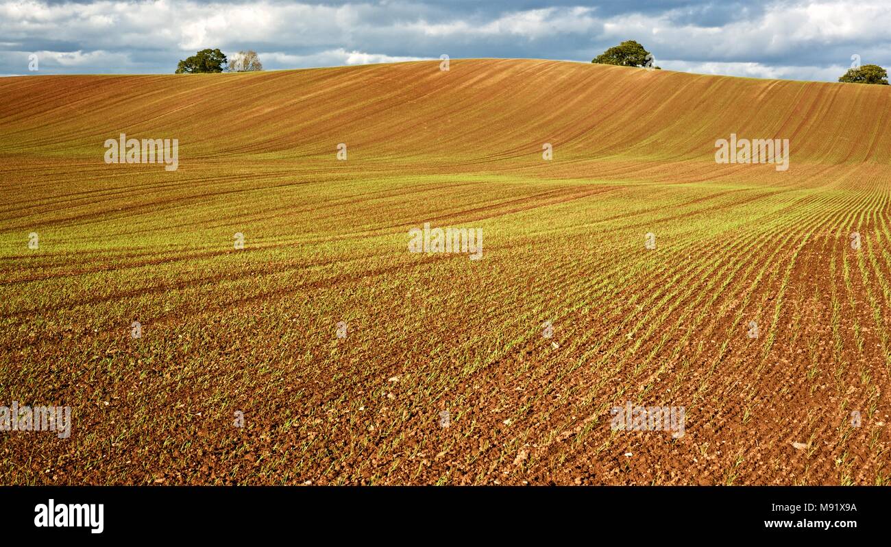 Beautiful rural Shropshire green fields with arable crops just emerging ...